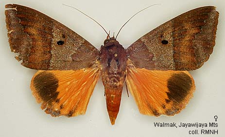 Papua Insects Foundation (Lepidoptera/Erebidae/Erebinae/Ophiusini/Thyas ...
